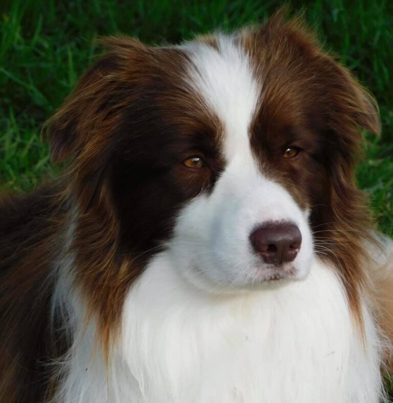 Boys – Cedarpark Border Collies – Border Collie Breeder NSW – Australia